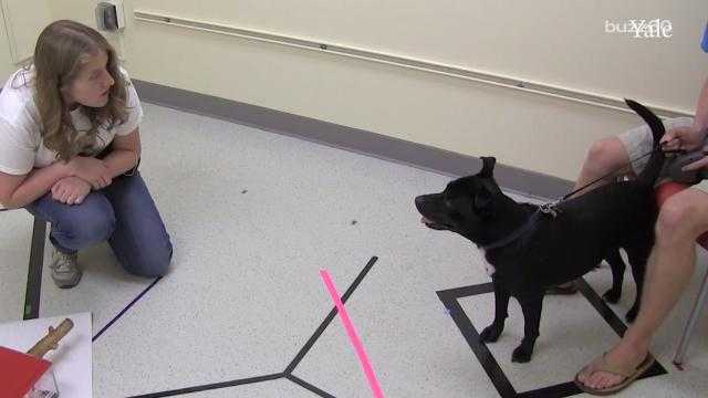 New Study Shows Dogs Ignore Dumb Human Advice