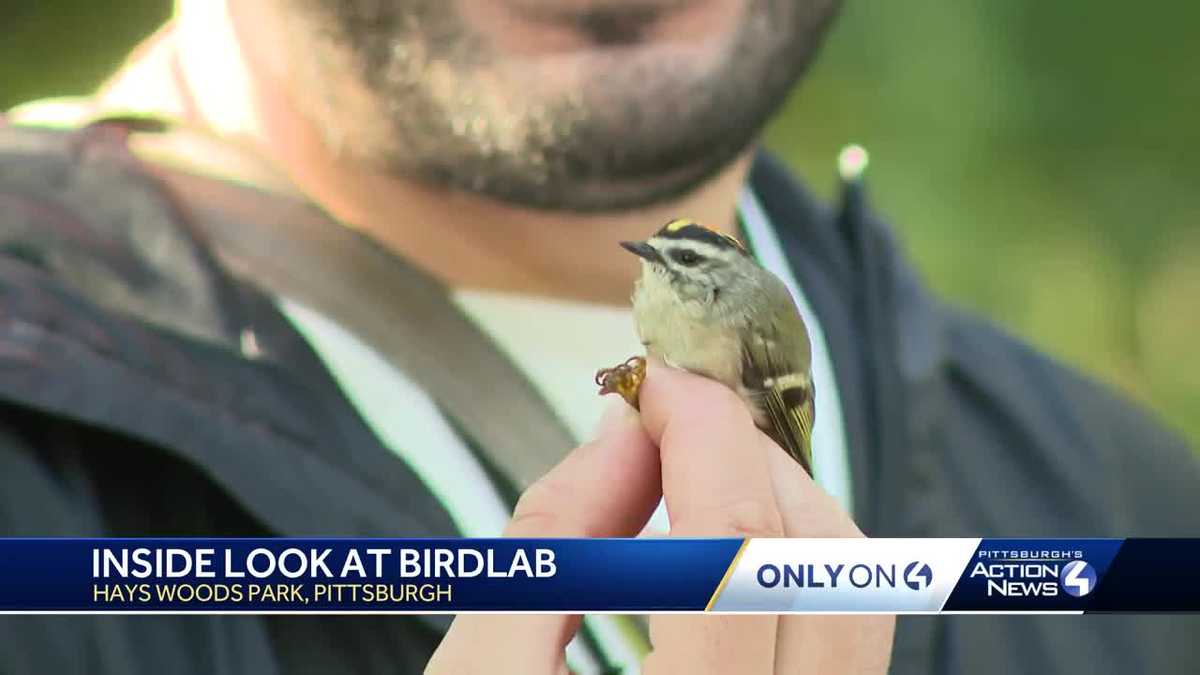 Pittsburgh's Hays Woods Park popular for migratory birds
