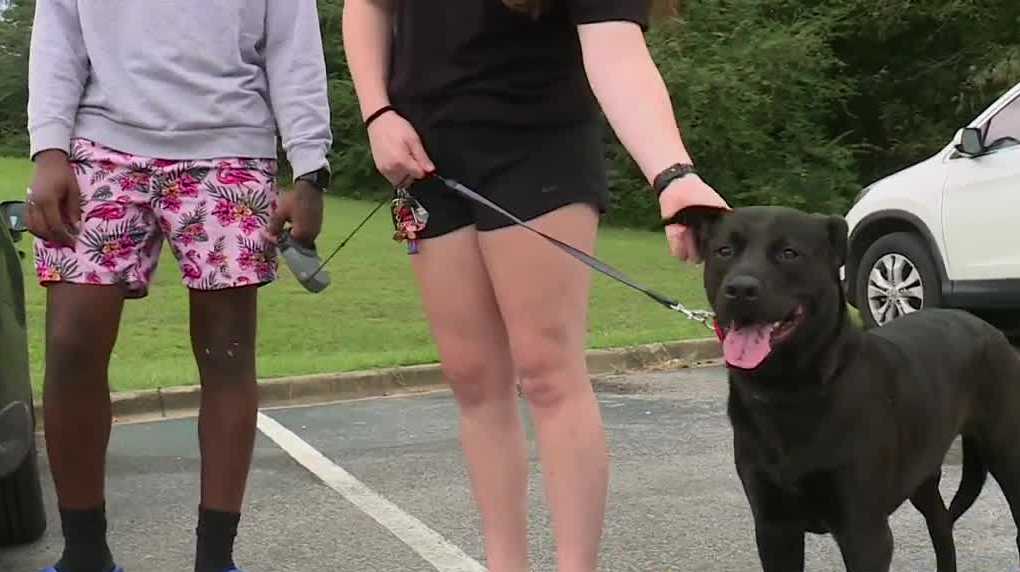 Shelby County Humane hosts Clear the Shelters with 40 animals adopted ...