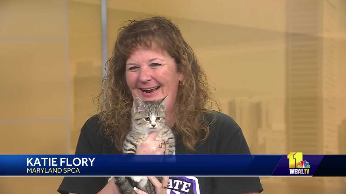 This sweet, talkative girl is looking for a new fur-ever home