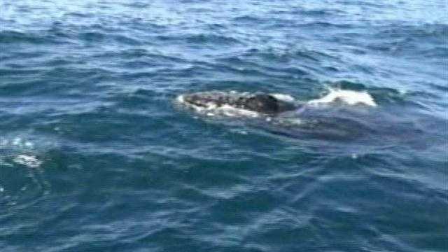 Humpback whale tangled in fishing net