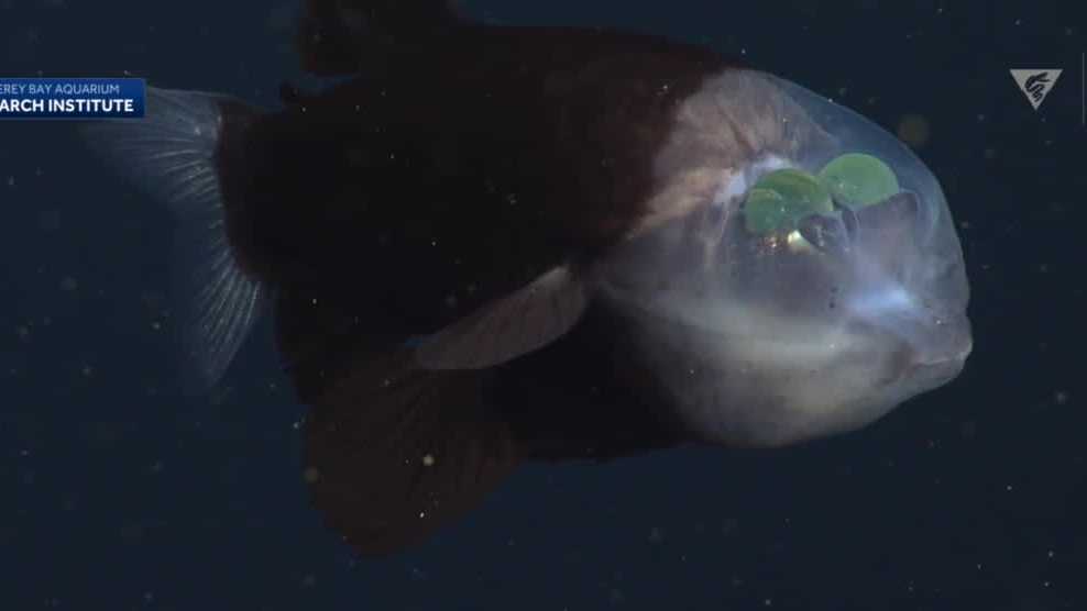 Monterey Bay Aquarium researchers capture rare video of Barreleye fish