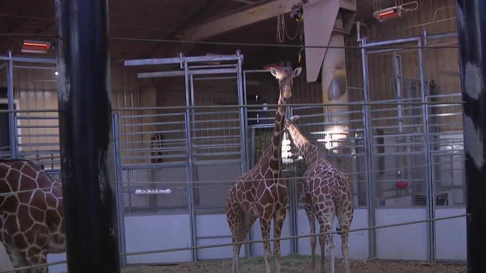 Henry Doorly Zoo and Aquarium beats the cold, keeps animals safe
