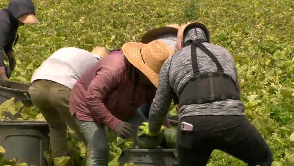 CDC: Farmworkers die 20 times more than other workers from extreme heat