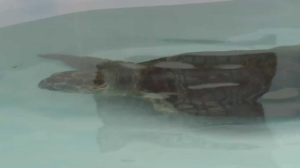 New research being done by Loggerhead Marinelife Center