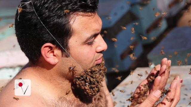 Man Sports 'Beard of Bees' to Prove They're Not Aggressive