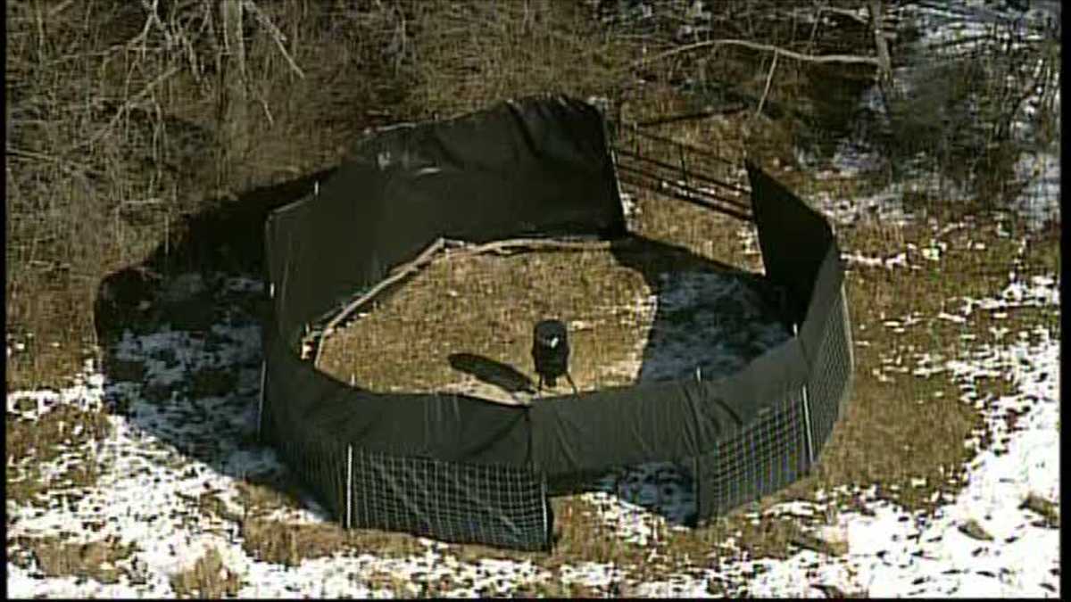 Controversial Deer Cull set to begin