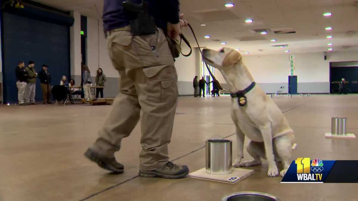 K9s brush up on explosive sniffing skills through ATF training