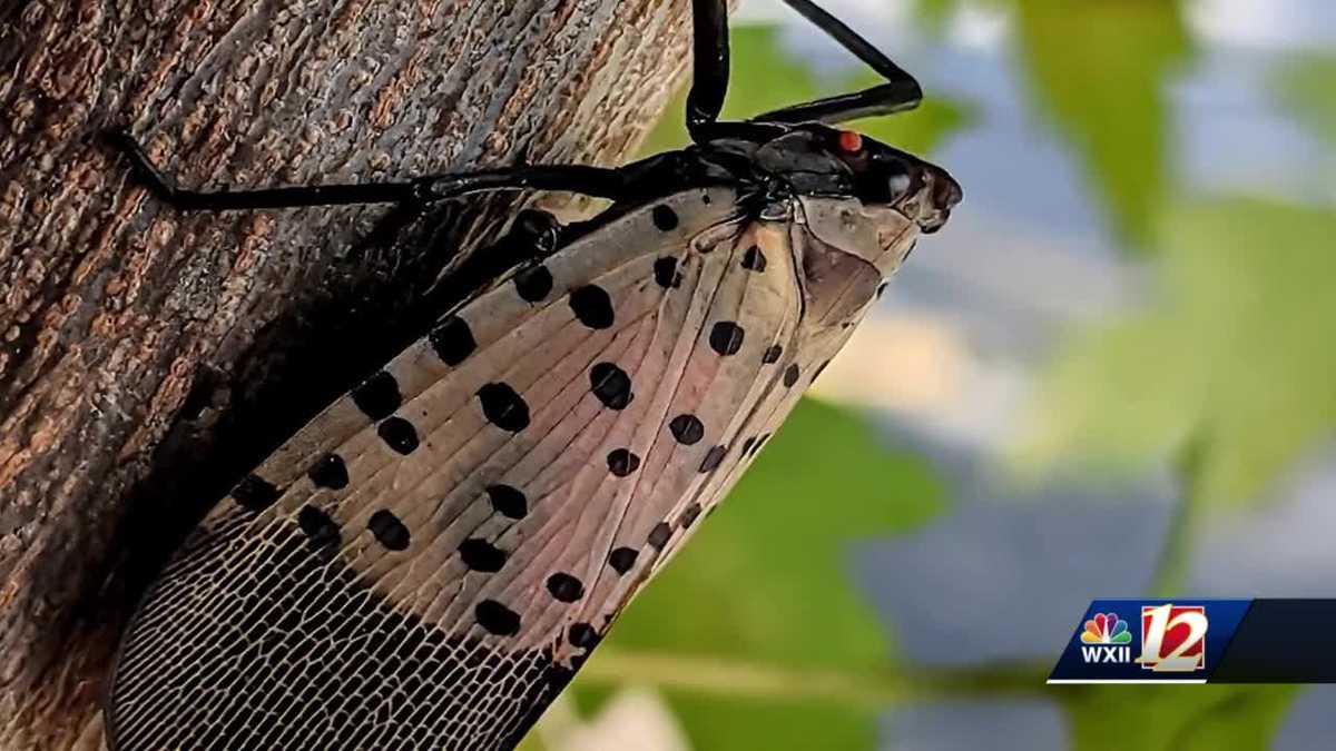 North Carolina officials warn about invasive species spotted near ...