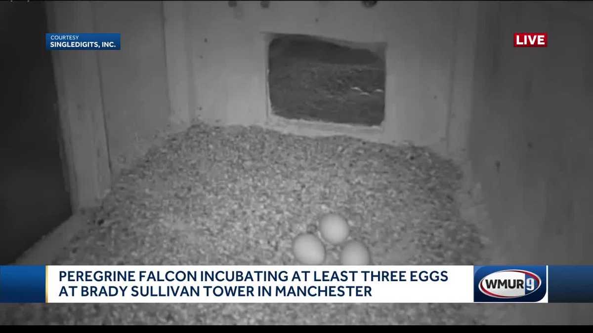 Peregrine falcons incubating at least 3 eggs at Brady Sullivan Tower in Manchester