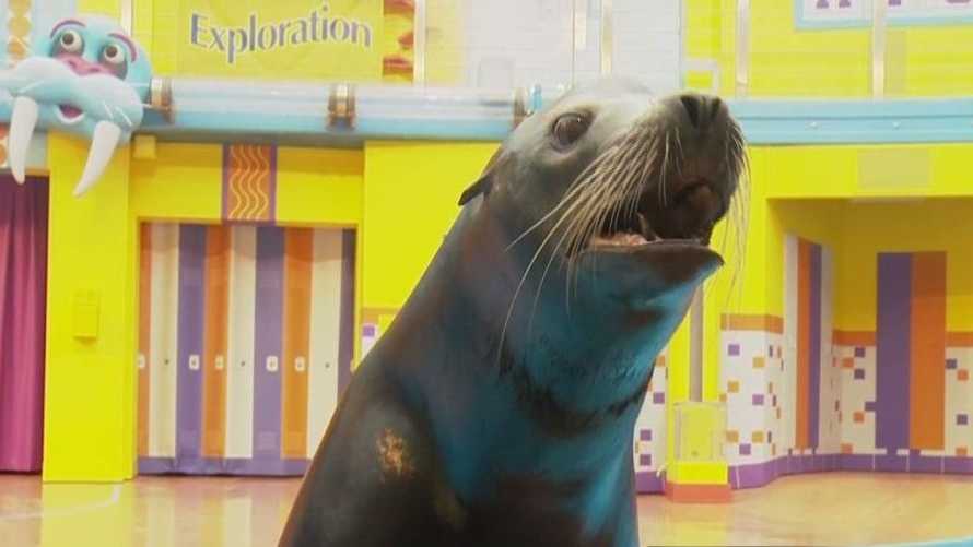 SeaWorld Orlando unveils new sea lion show