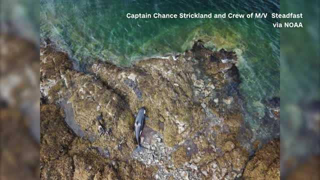A stranded orca was freed from a rocky coastline in Alaska after being ...