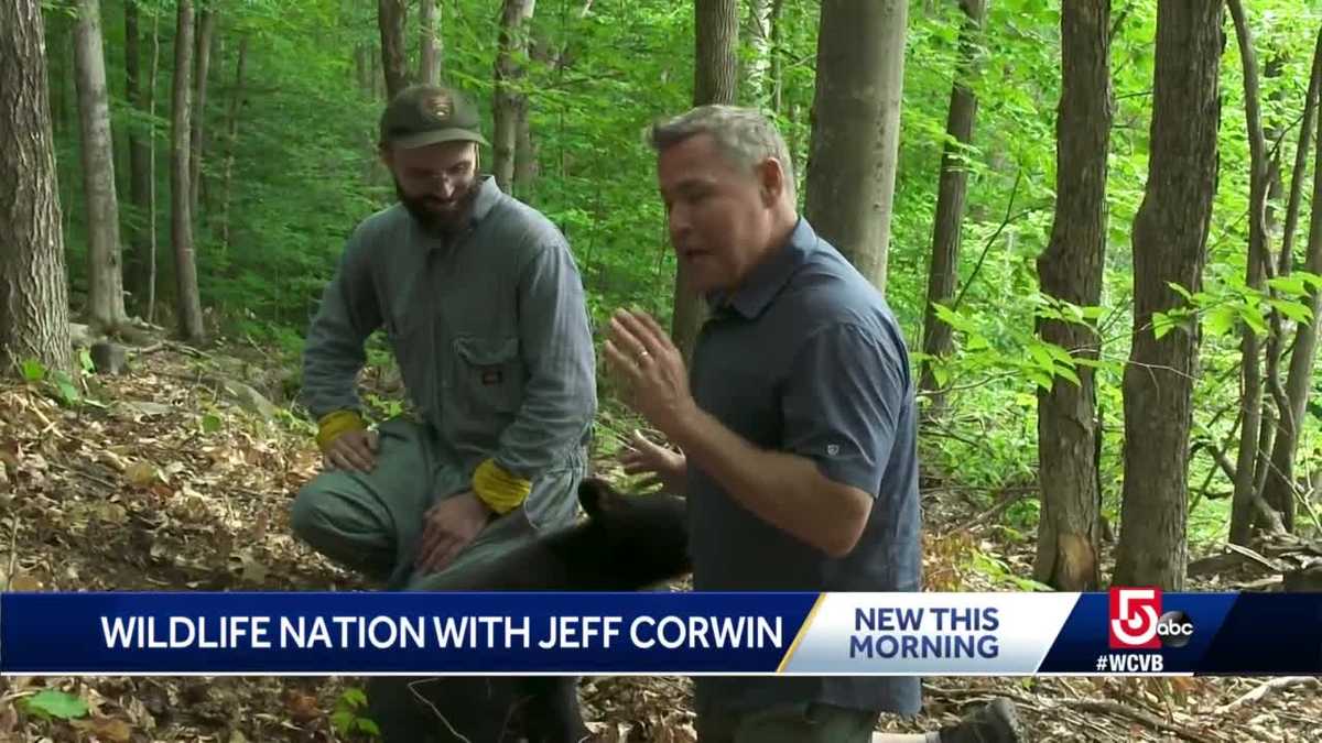 Mass. native Jeff Corwin hosting new wildlife show