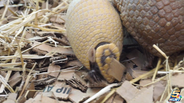 Baby armadillo born at Cincinnati zoo