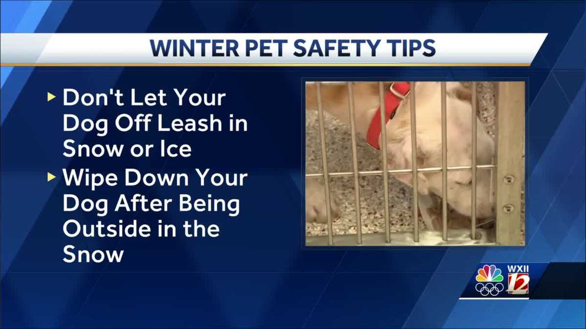 Winter weather: Tips to keep your pet safe