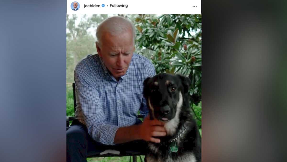 Future first dog Major Biden, adopted from a shelter, to get virtual ...