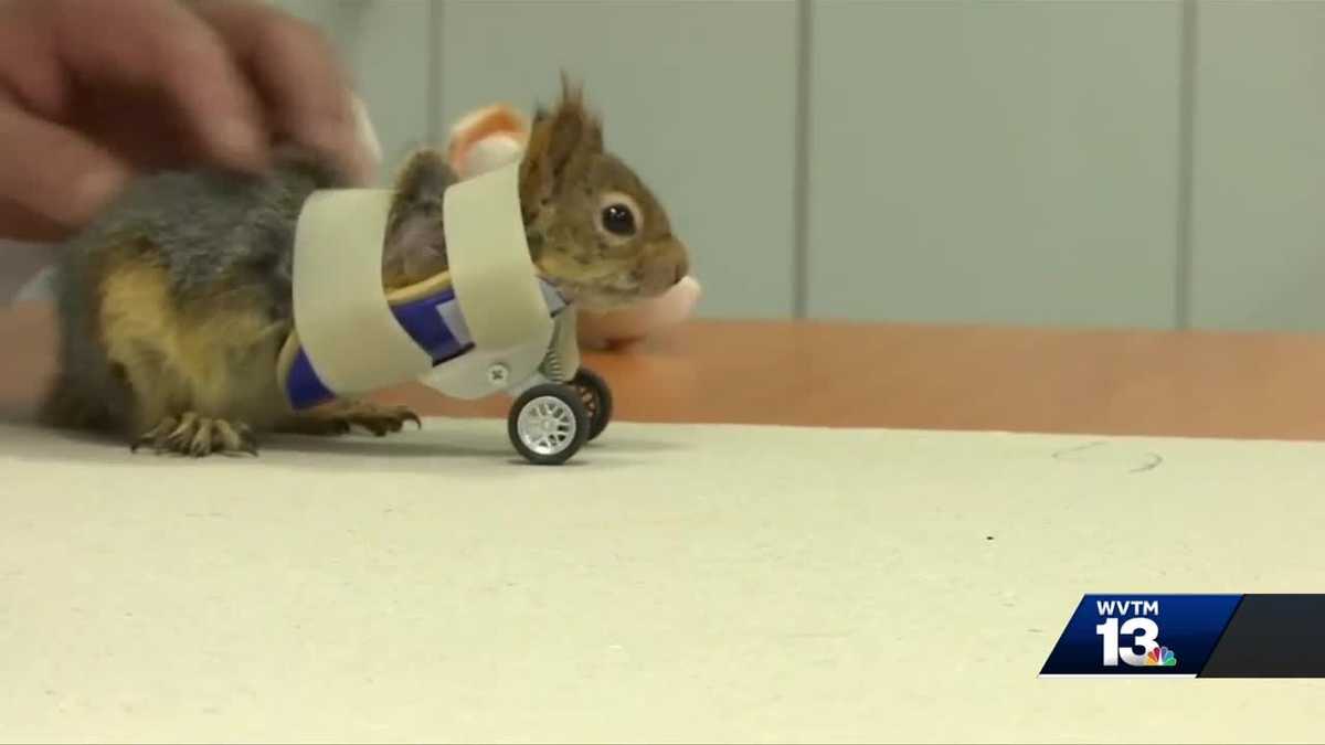 Squirrel gets prosthetic front wheels