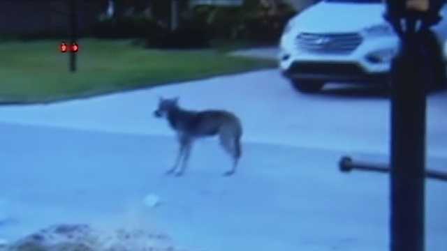 Dog killed by coyote, couple says