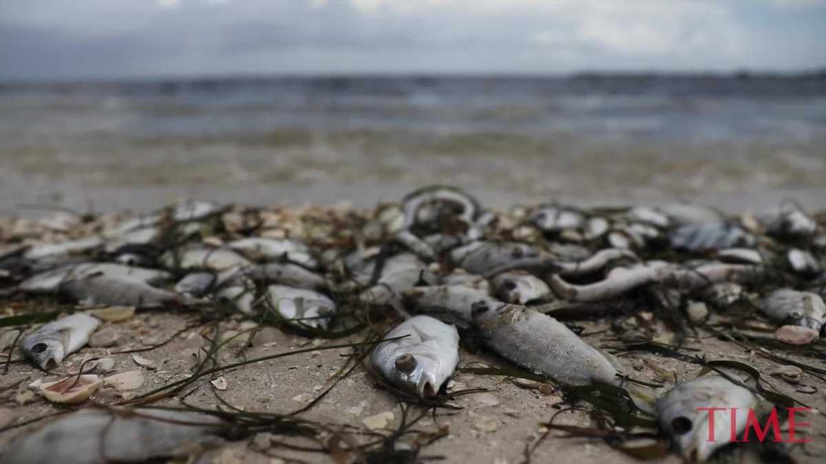 FWC's new map tracks red tide status on Florida coastlines