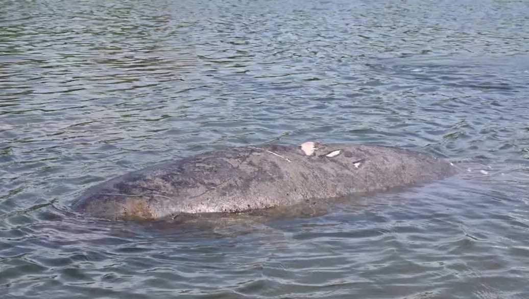Injured manatees, sea turtle found in waters near Fort Myers Beach ...