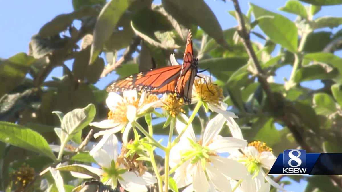 Dramatic drop in monarch butterfly count nears record 30-year low