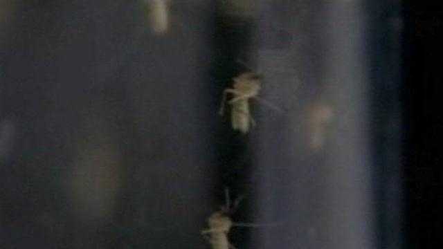 Schools protecting football fans from mosquitoes