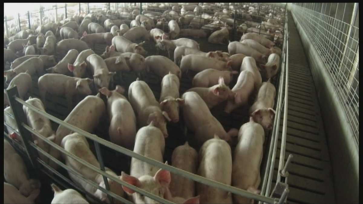 Nebraska farmer powers hog farm with manure