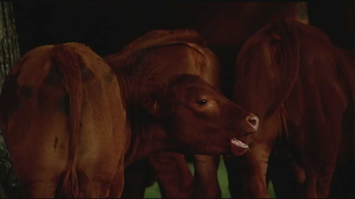 Eight cows dead after apparent lightning strike in South Carolina