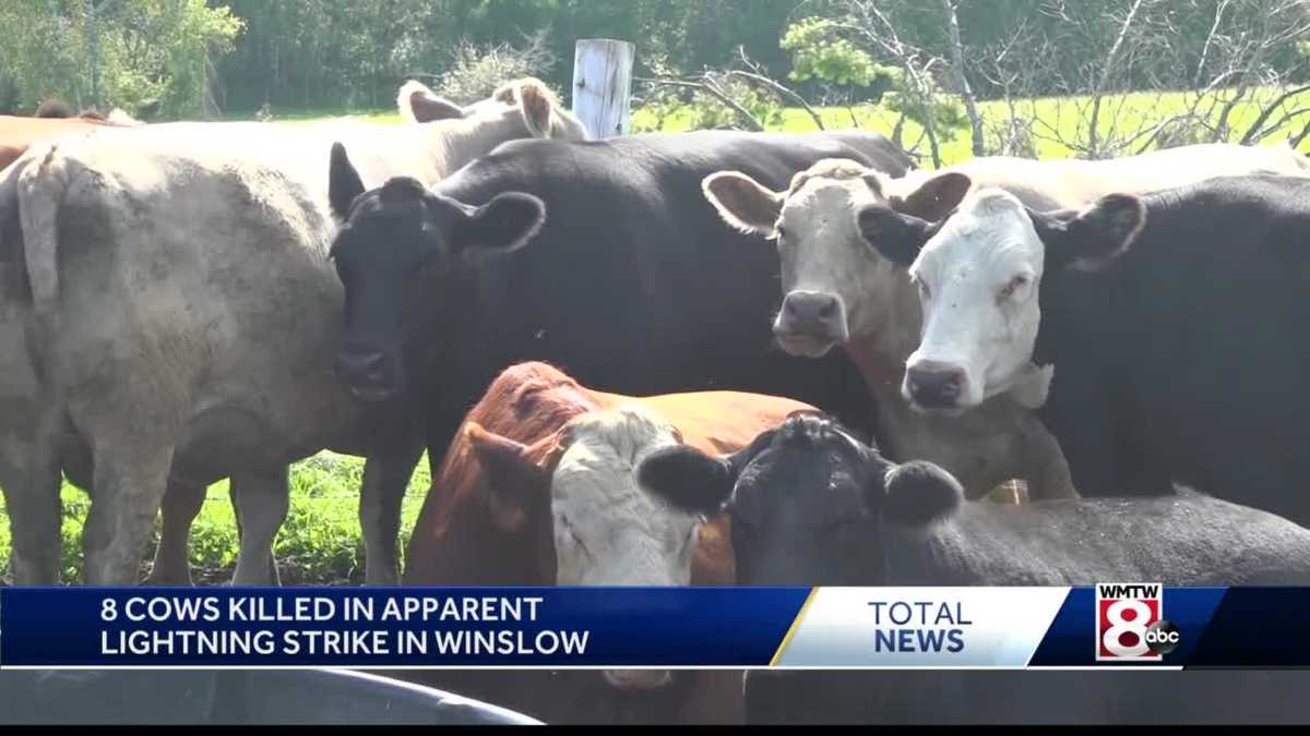 Farmer loses 8 cows in lightning strike