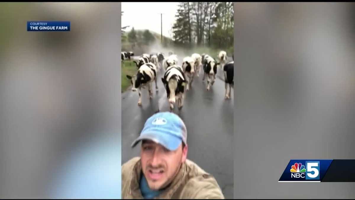 Watch: Cows on the run after daring farm 'escape'