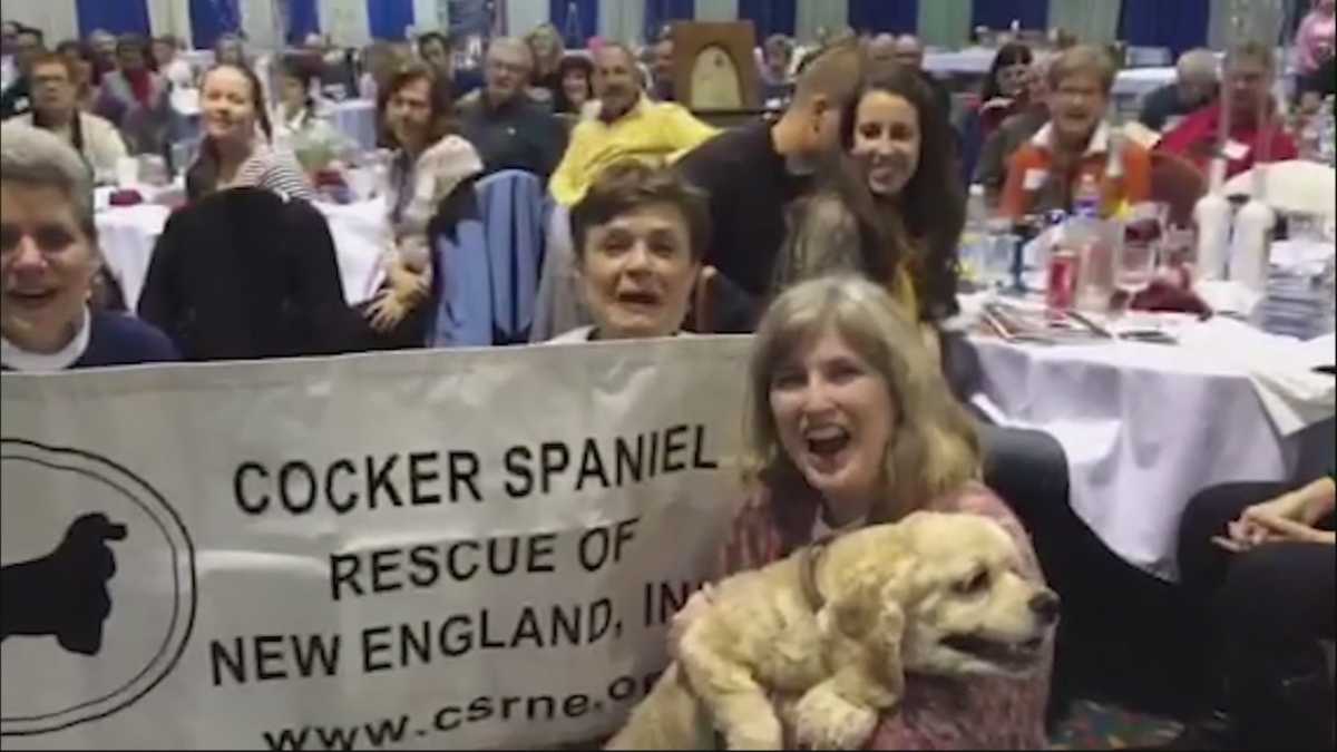 Wake Up Call from Cocker Spaniel Rescue of New England