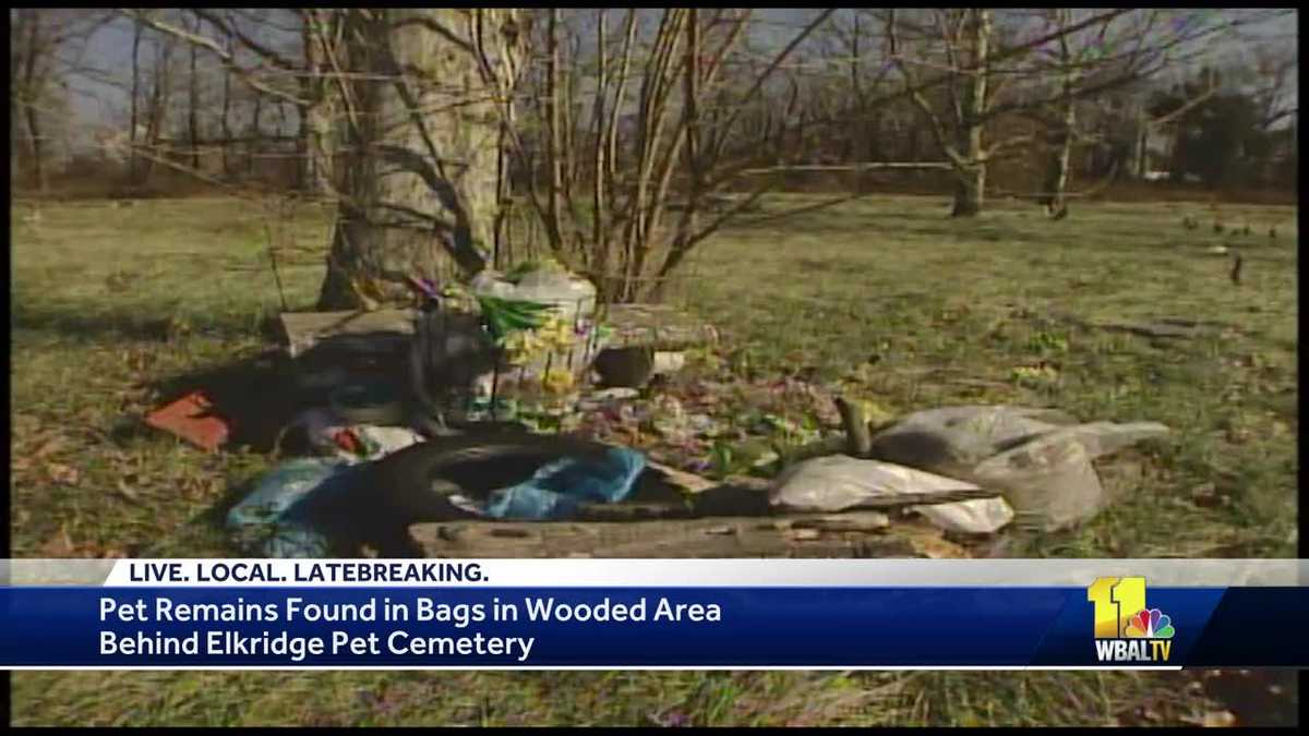 Disturbing discovery at forgotten pet cemetery