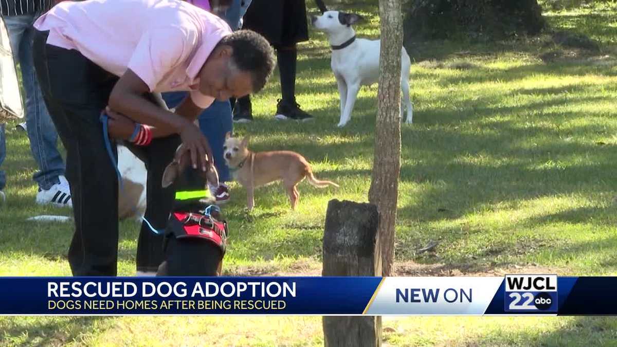 Homes needed for dogs rescued from Georgia animal shelter following ...
