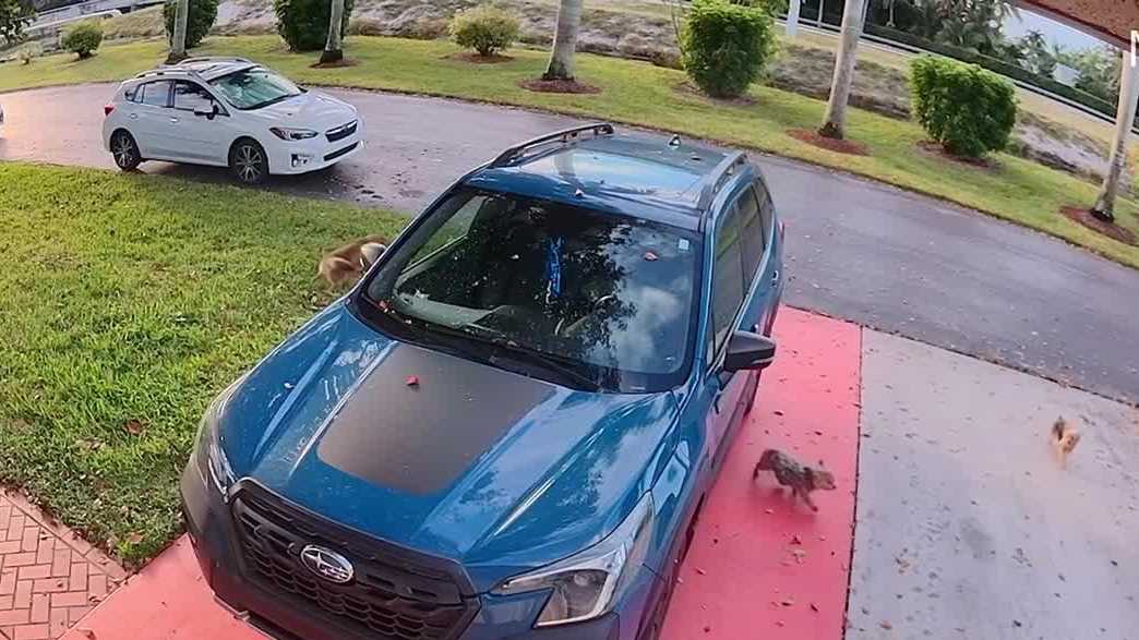 Family dog dies after brazen Boynton Beach coyote attack caught on camera