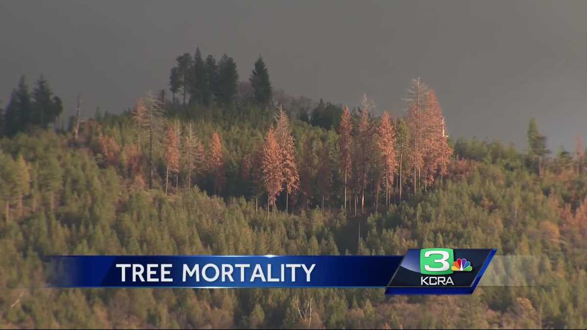 More than 36M trees dead in Stanislaus National Forest