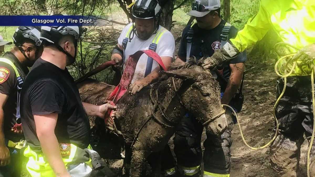 Firefighters help rescue pregnant donkey from muddy pond