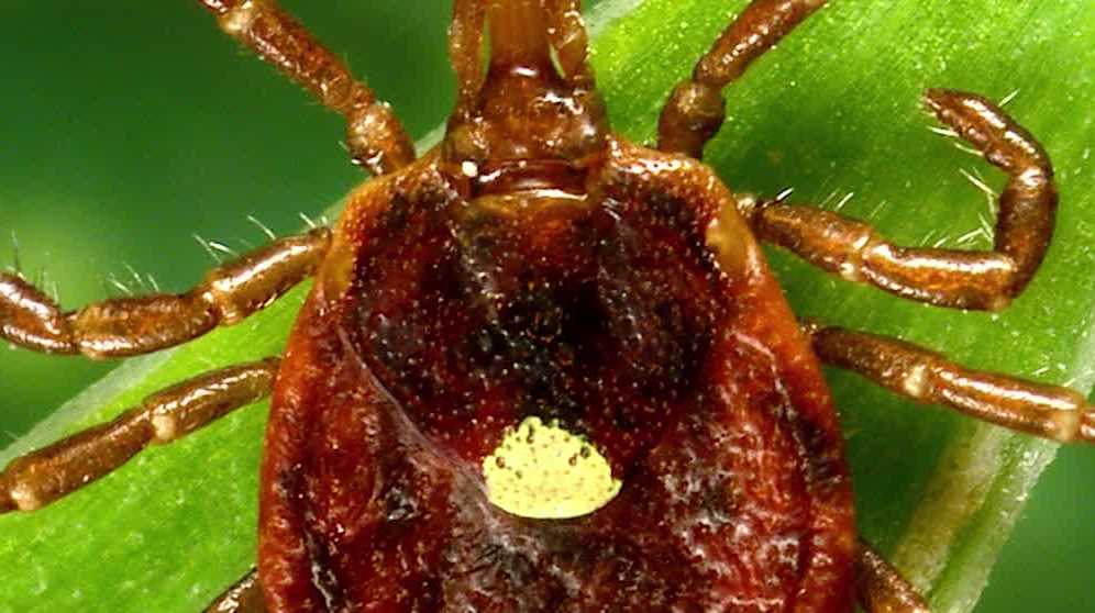 Consumer Reports: The lone star tick is spreading across the US