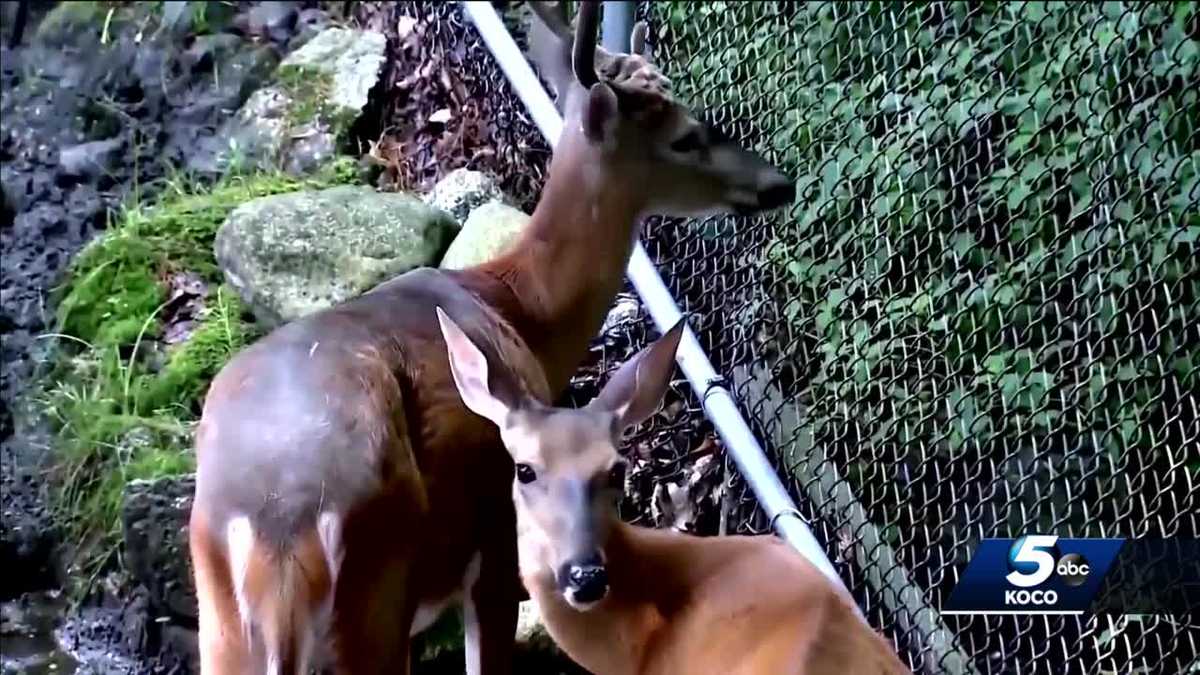 Oklahoma wildlife experts monitor neurological disease in deer