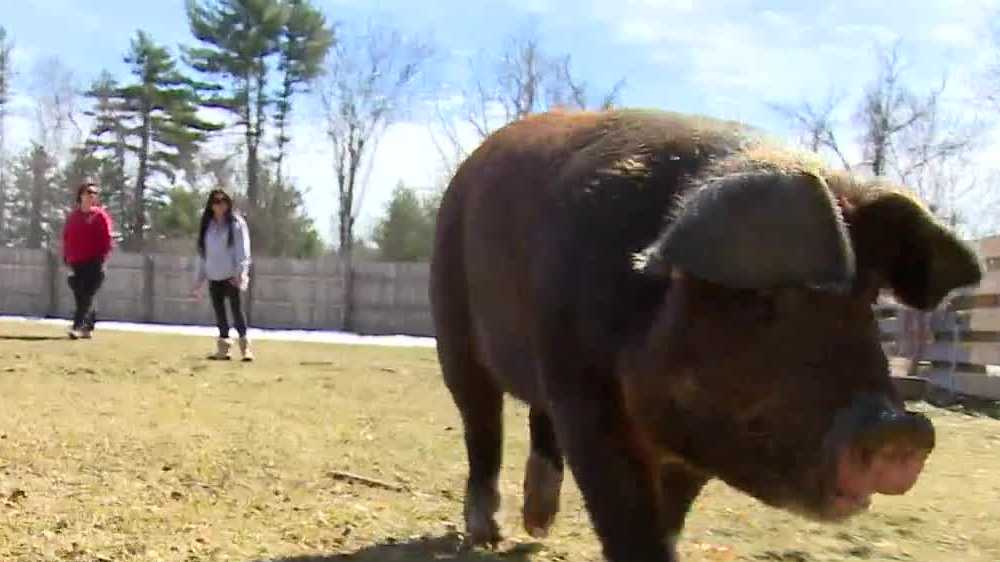 Pig abandoned in Boston finds home with NH family
