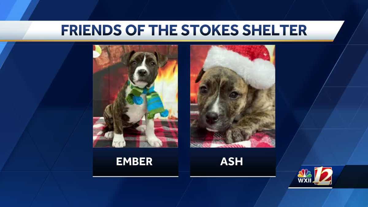 North Carolina: Give a pet from Friends of the Stokes Shelter a loving ...