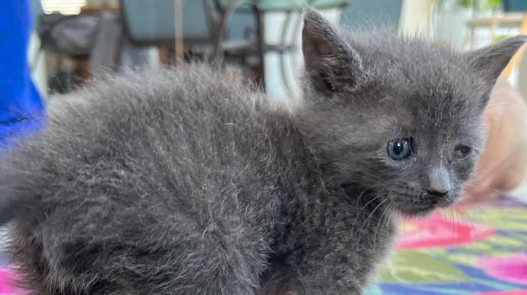 Policy changes on the table after cat’s quick euthanasia sparks outrage