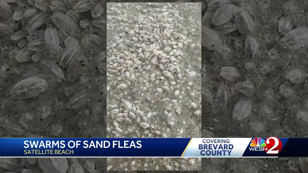 Sand fleas swarm Florida beach after a storm | News Minimalist