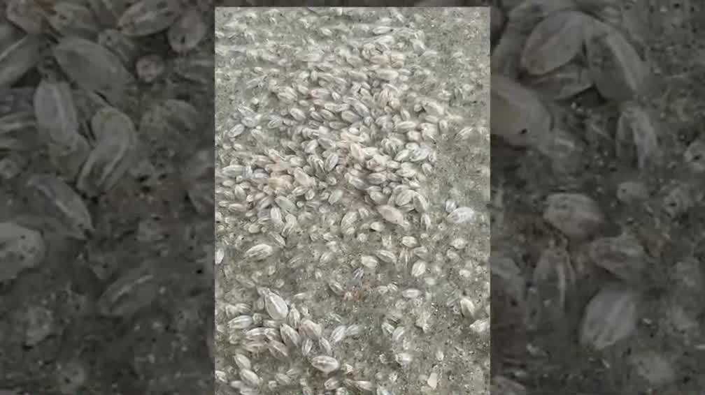 Video shows thousands of sand fleas swarming Florida beach