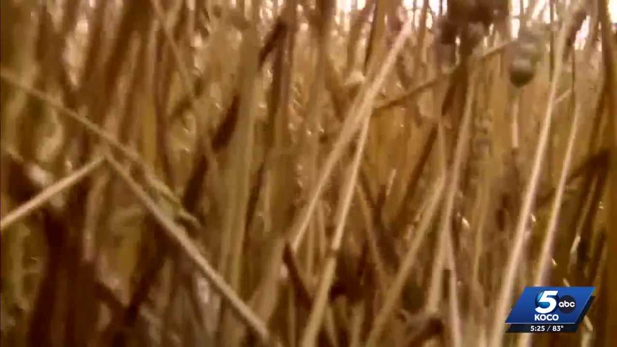 Oklahoma drought continues, impacting crops and ranching