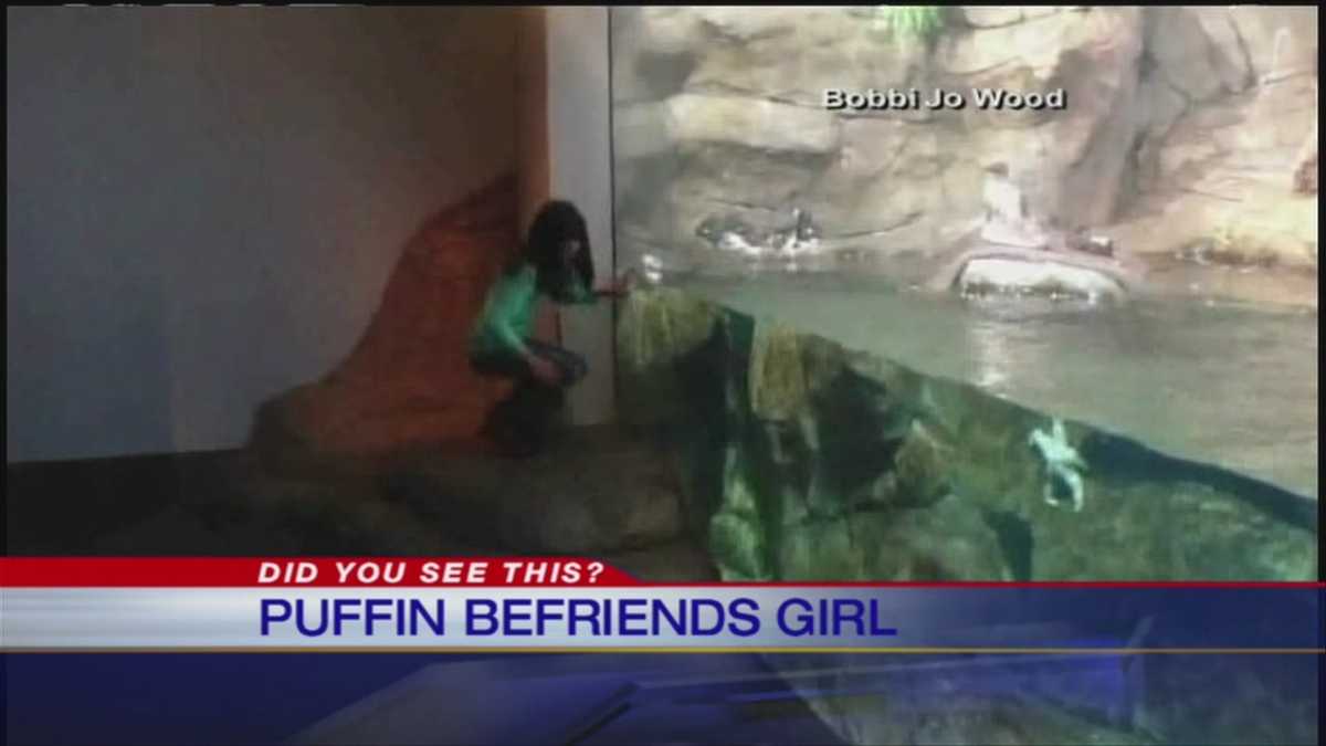 Did you see this?!: Girl becomes friends with puffin