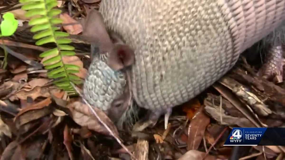 Why armadillos are migrating to South Carolina