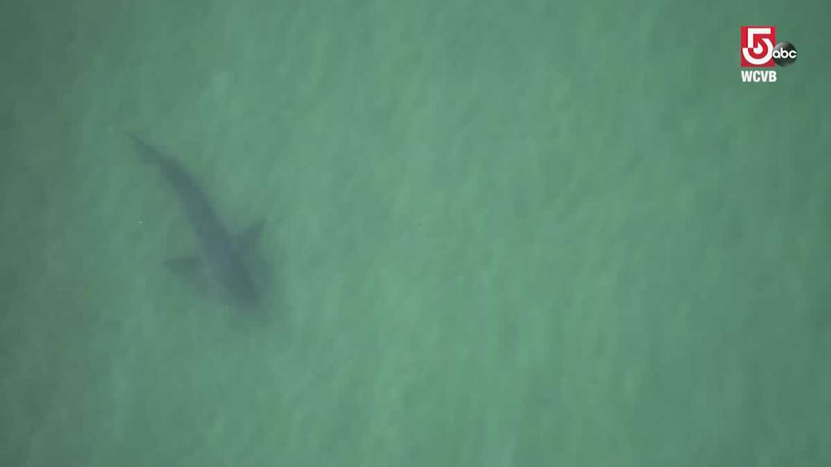 Shark captured on camera near scene of Cape Cod shark attack