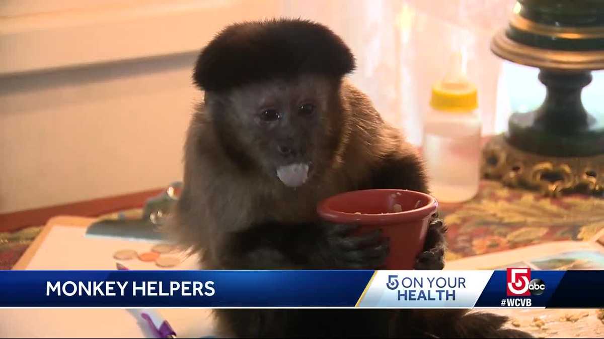 Monkey helpers changing life for patients with spinal cord injuries