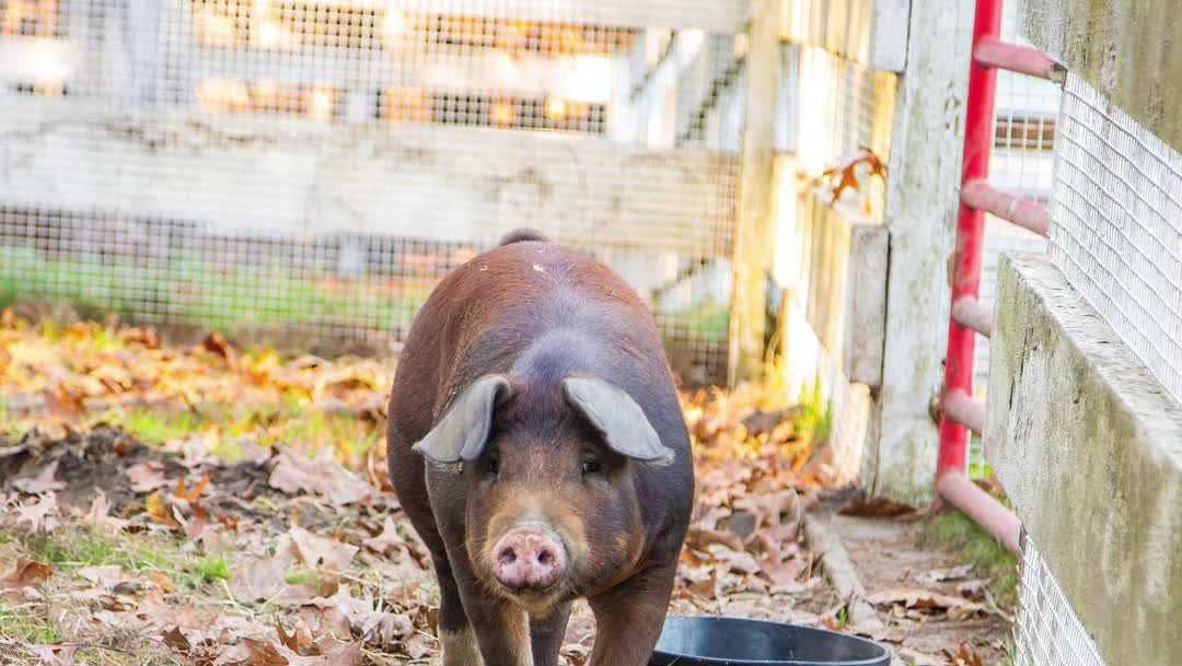 Forever home sought for special pig up for adoption in Mass.