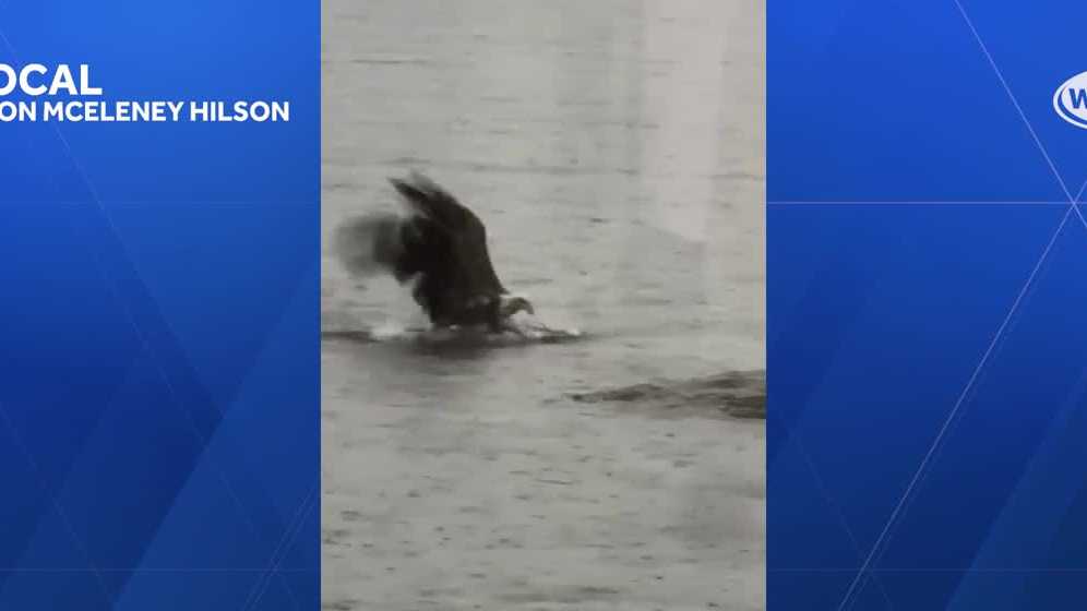 Video: Bald eagle seen swimming in lake